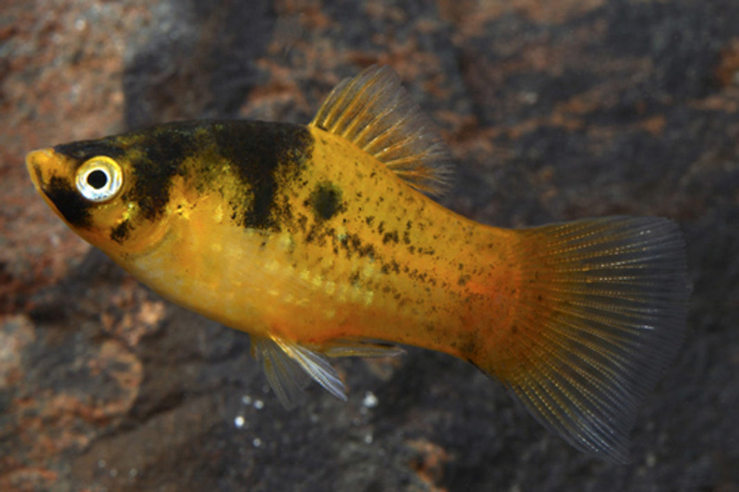 Freshwater Platy – Aquarium Gallery