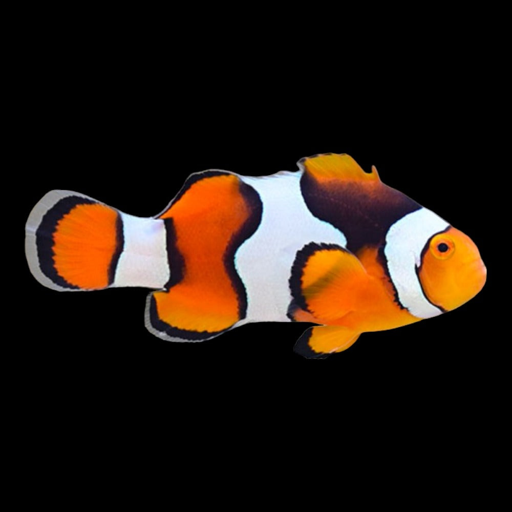 Clownfish - 'A' Grade Percula Full-Band (Amphiprion percula) *Captive ...