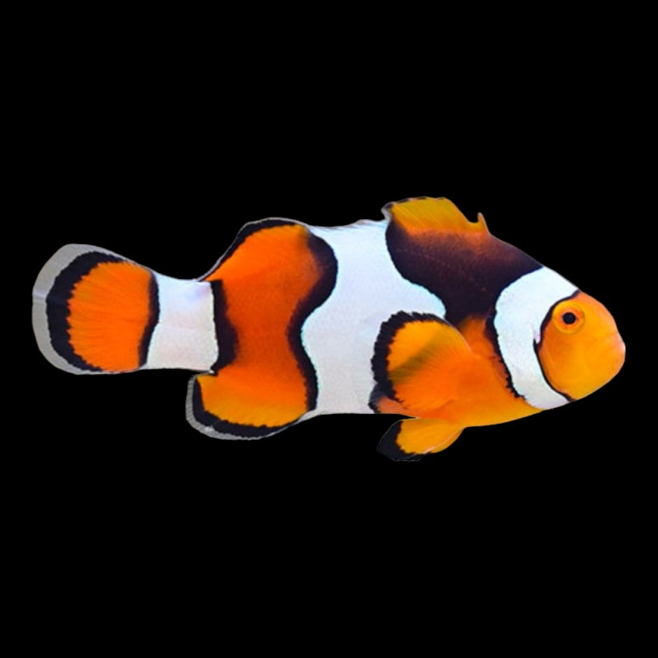 Marine Clownfish – Aquarium Gallery