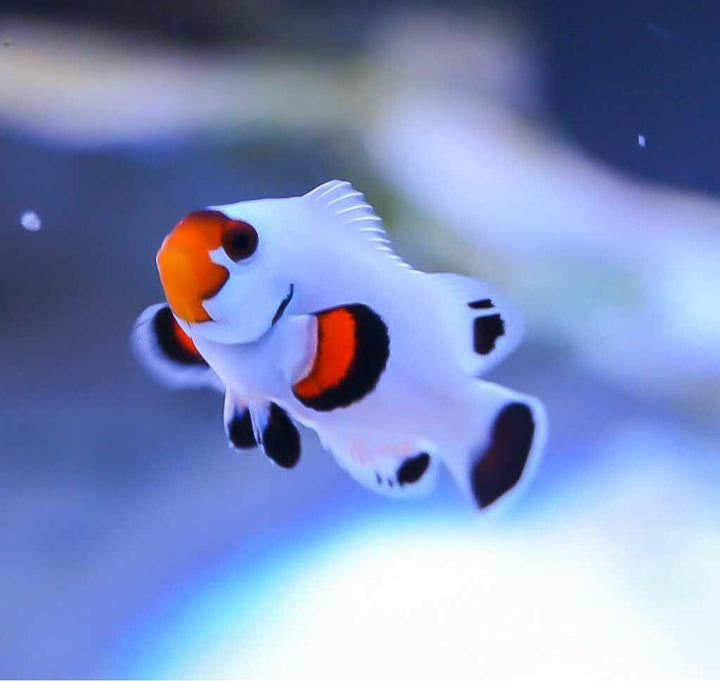 Marine Clownfish – Aquarium Gallery