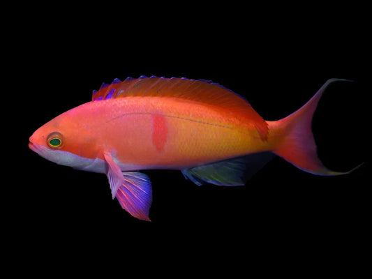 Marine Anthias – Aquarium Gallery