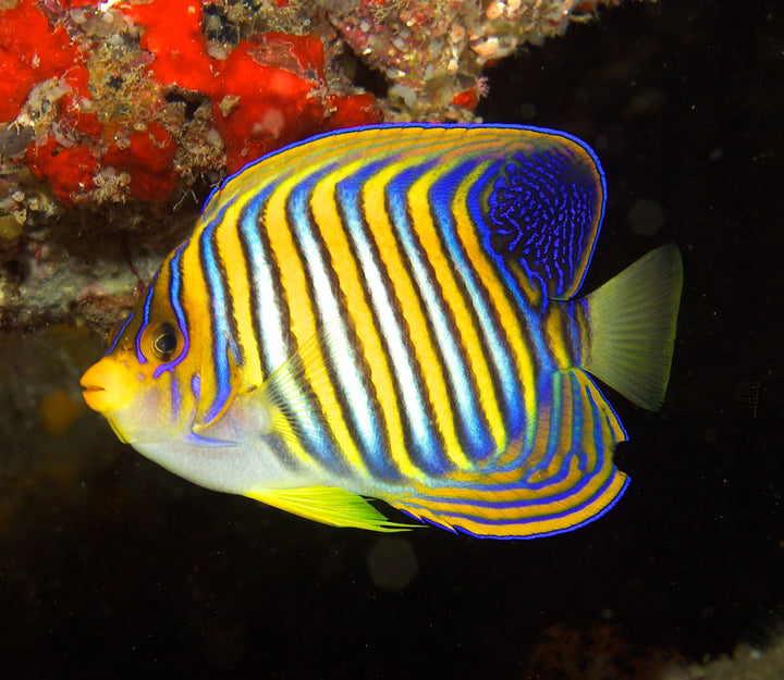 Marine Angelfish – Aquarium Gallery