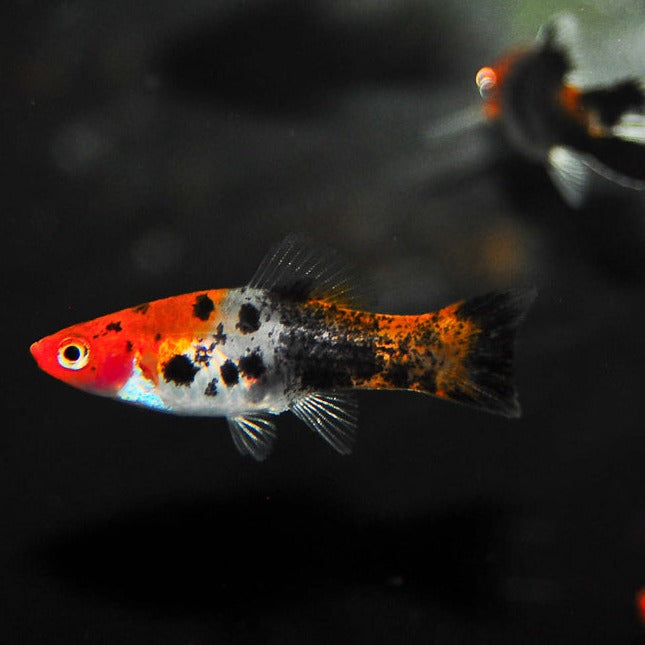 Freshwater Swordtail – Aquarium Gallery