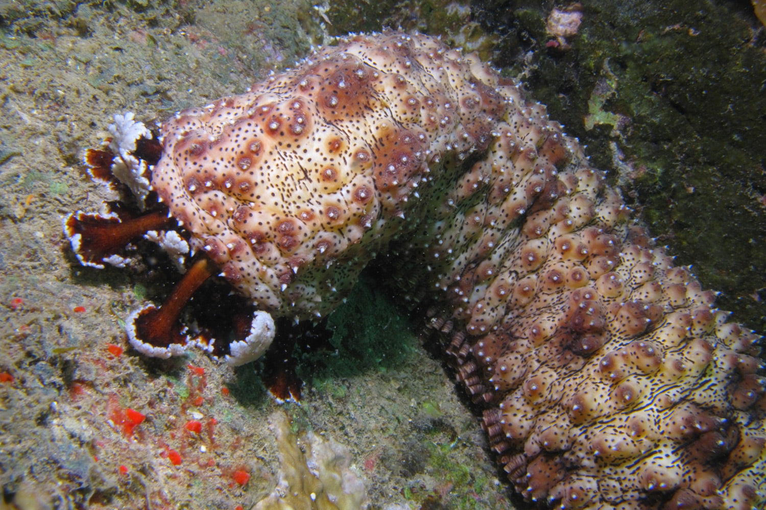 Sea Cucumbers/Slugs – Aquarium Gallery