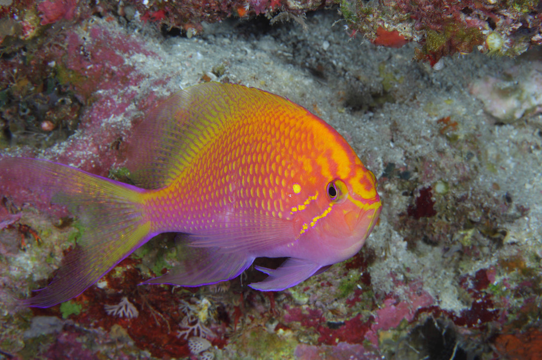 Anthias Sunburst "Rare" – Aquarium Gallery