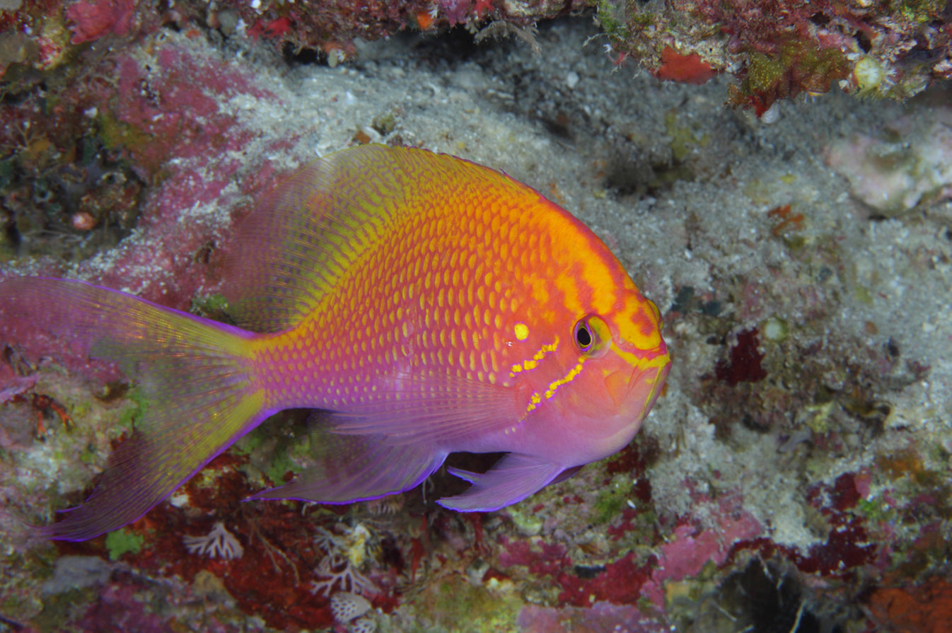 Anthias Sunburst "Rare" – Aquarium Gallery