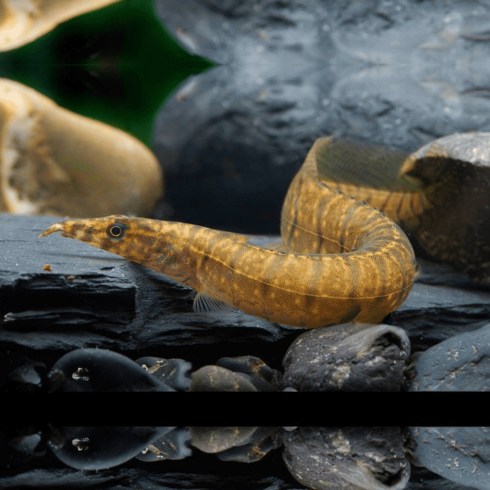 Spiny Eel – Aquarium Gallery