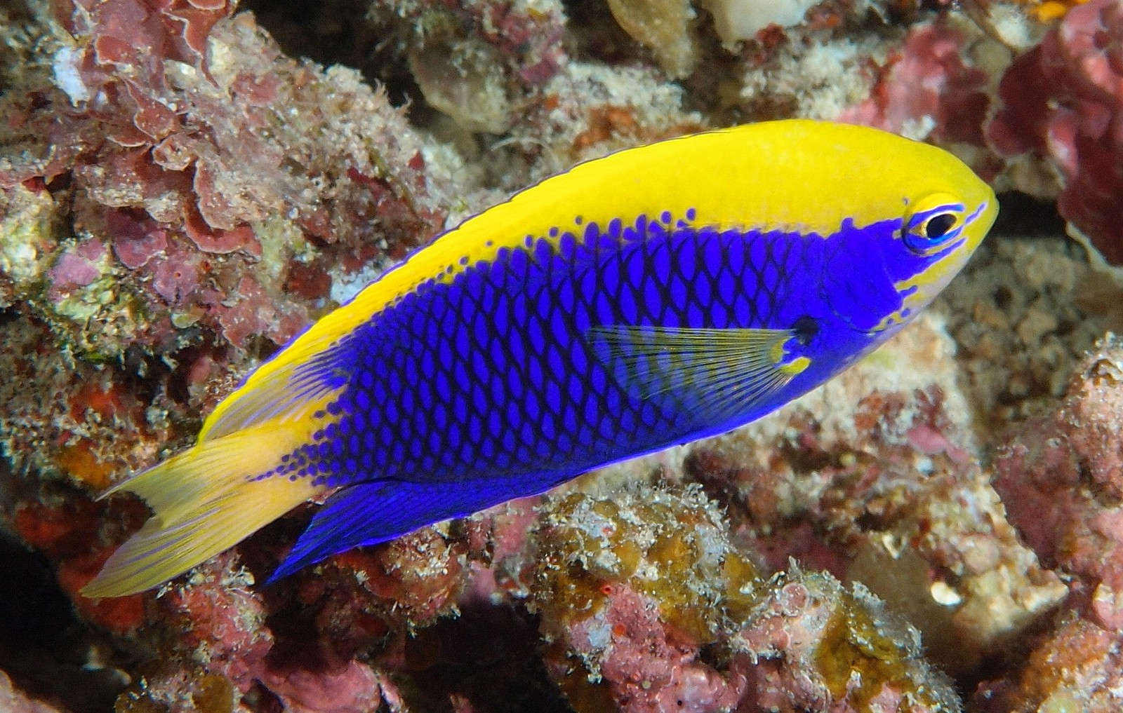 Damselfish - Stark's (Chrysiptera starcki) – Aquarium Gallery