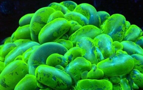 Bubble Corals (Plerogyra sp.) – Aquarium Gallery