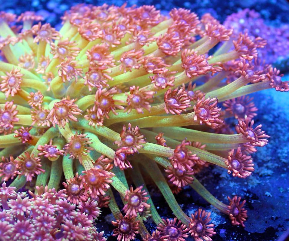 Flower Pot Corals (Goniopora, Alveopora, Bernardpora sp.) – Aquarium ...