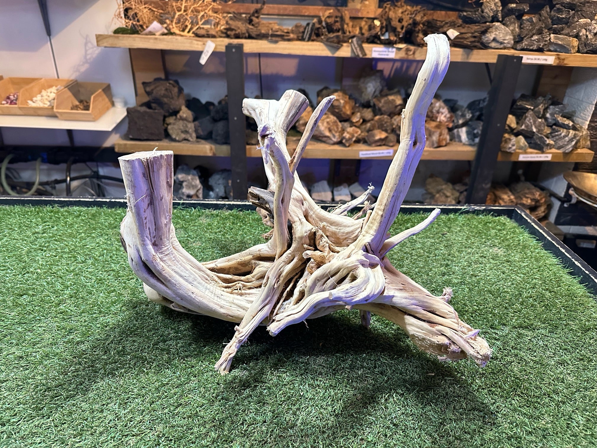 Premium Two Tone Trunk Wood* – Aquarium Gallery