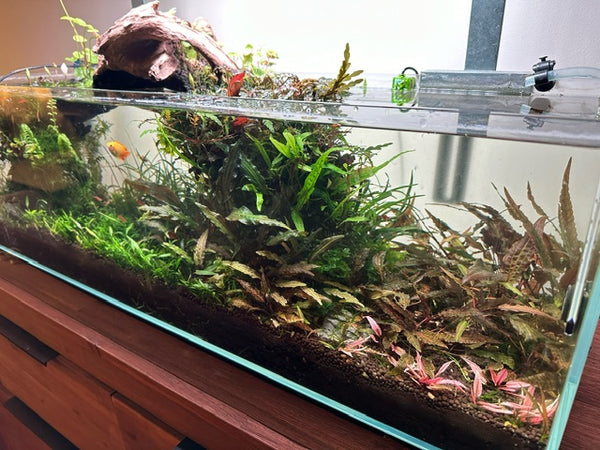 Aqua One OptiClear Low Profile / Bookshelf Aquarium – Aquarium Gallery