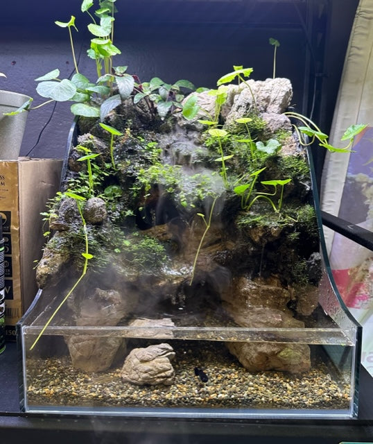 Freshwater Waterbox – Aquarium Gallery