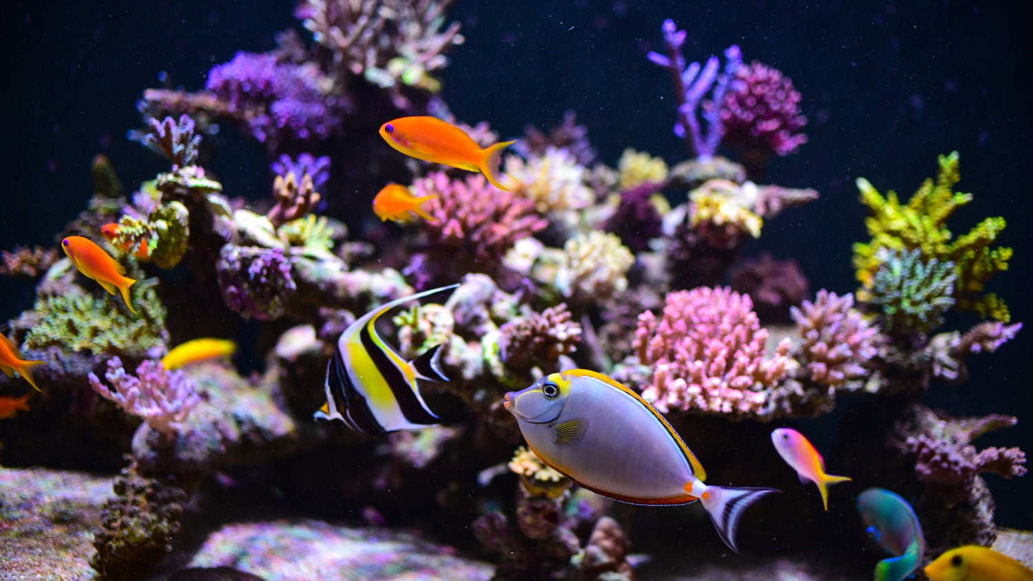Aquarium Products | Marine Aquarium Supplies – Aquarium Gallery