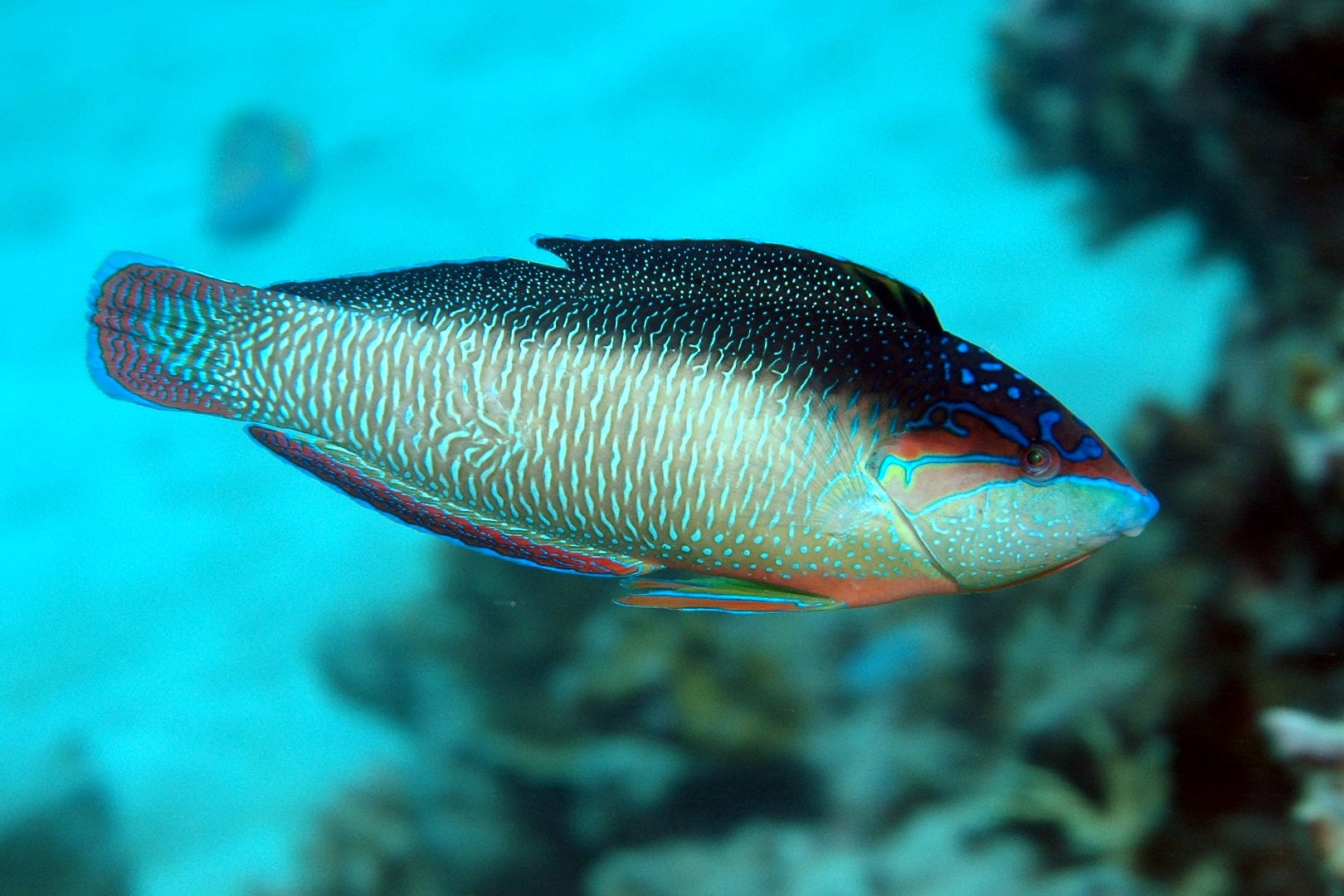 Black Backed Wrasse Cuckoo Wrasse | The Wildlife Trusts