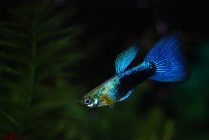 Freshwater Guppy – Aquarium Gallery