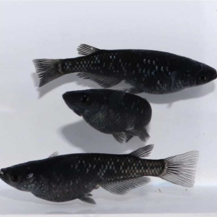 Cold water fish – Aquarium Gallery