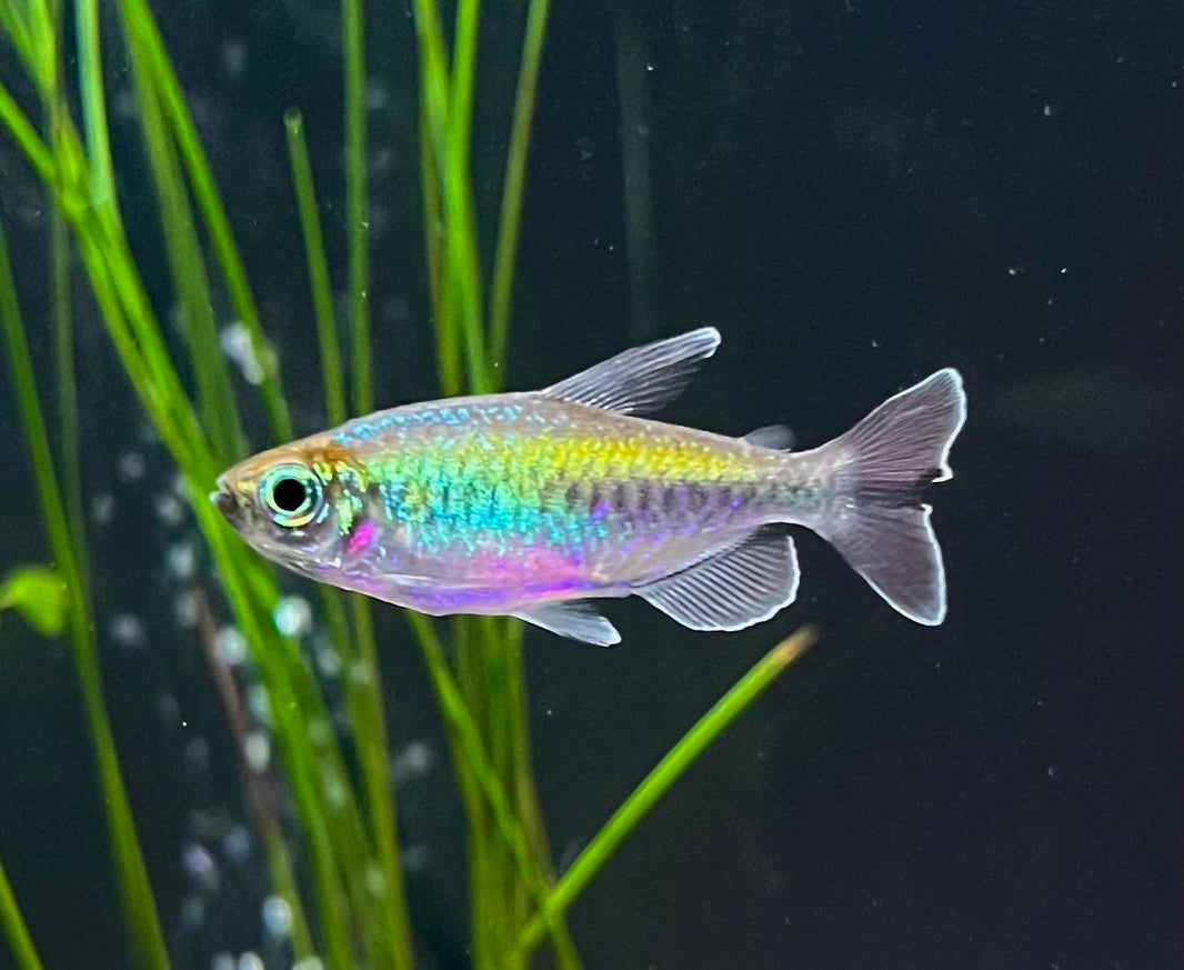 Freshwater Tetra – Aquarium Gallery