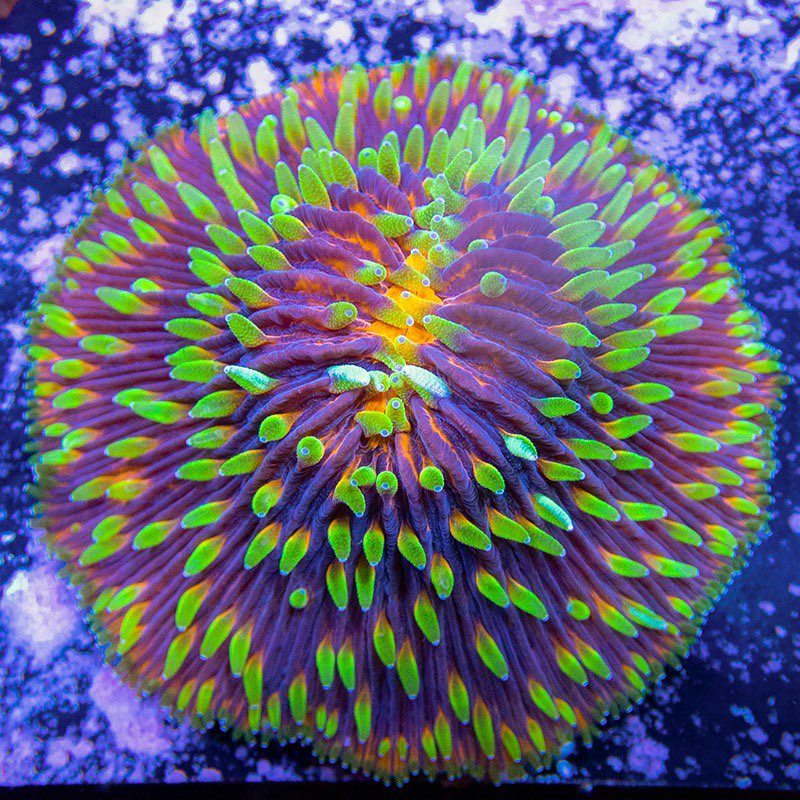Disk Corals (Fungia/Heliofungia/Herpolitha sp.) – Aquarium Gallery