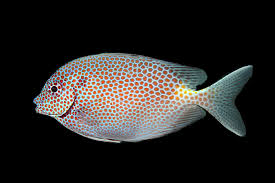 RabbitFish - Gold Spot (Siganus punctatus) – Aquarium Gallery