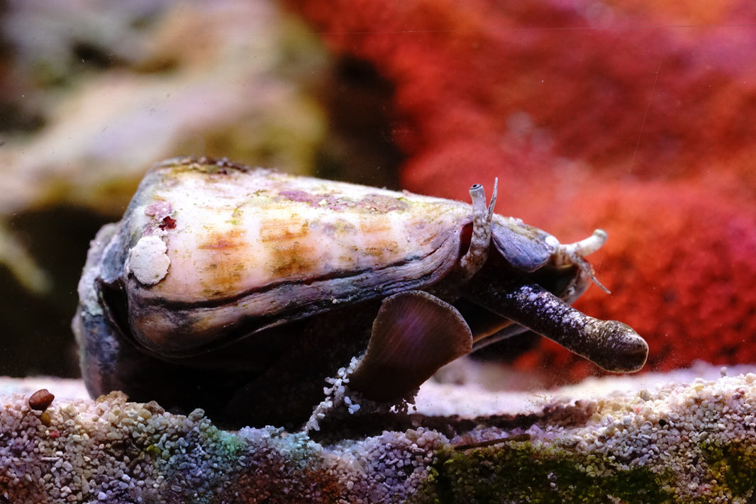 Invertebrates – Aquarium Gallery