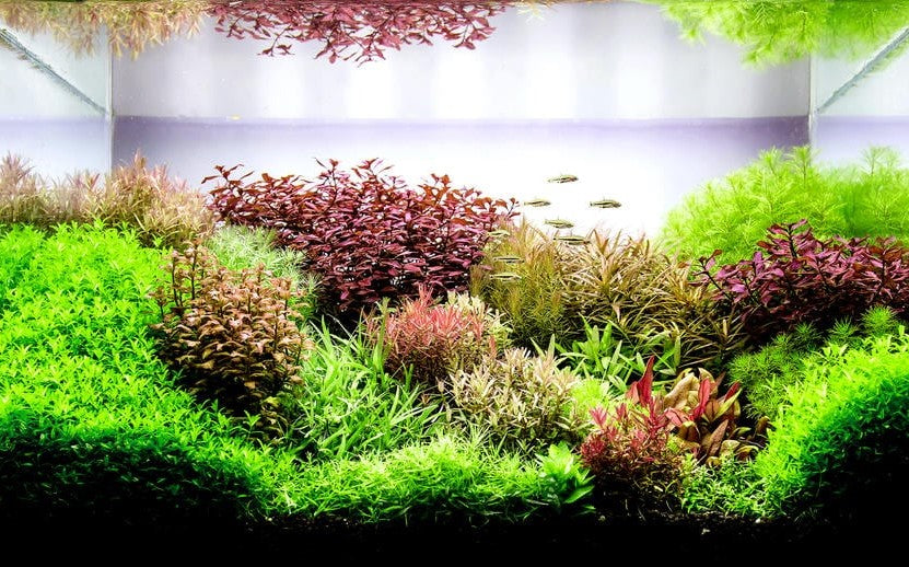 Aquarium Products | Marine Aquarium Supplies – Aquarium Gallery
