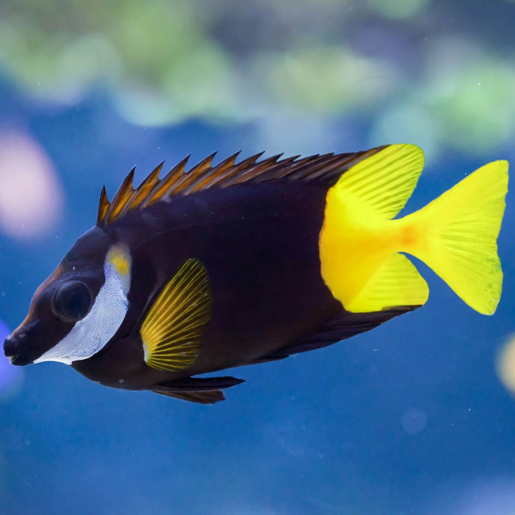 Foxface - BiColour – Aquarium Gallery