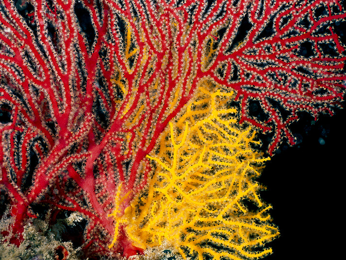Whip & Fan Corals (Gorgonian sp.) – Aquarium Gallery