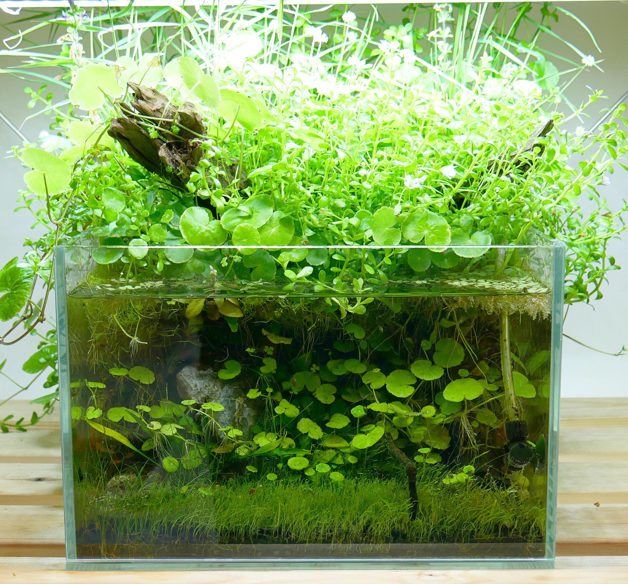 Cardamine leucocephala (Giant Cardamine/Brazilian Pennywort) – Aquarium ...