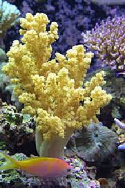 Carnation Coral (Dendronephthya/Nepthea sp.) – Aquarium Gallery