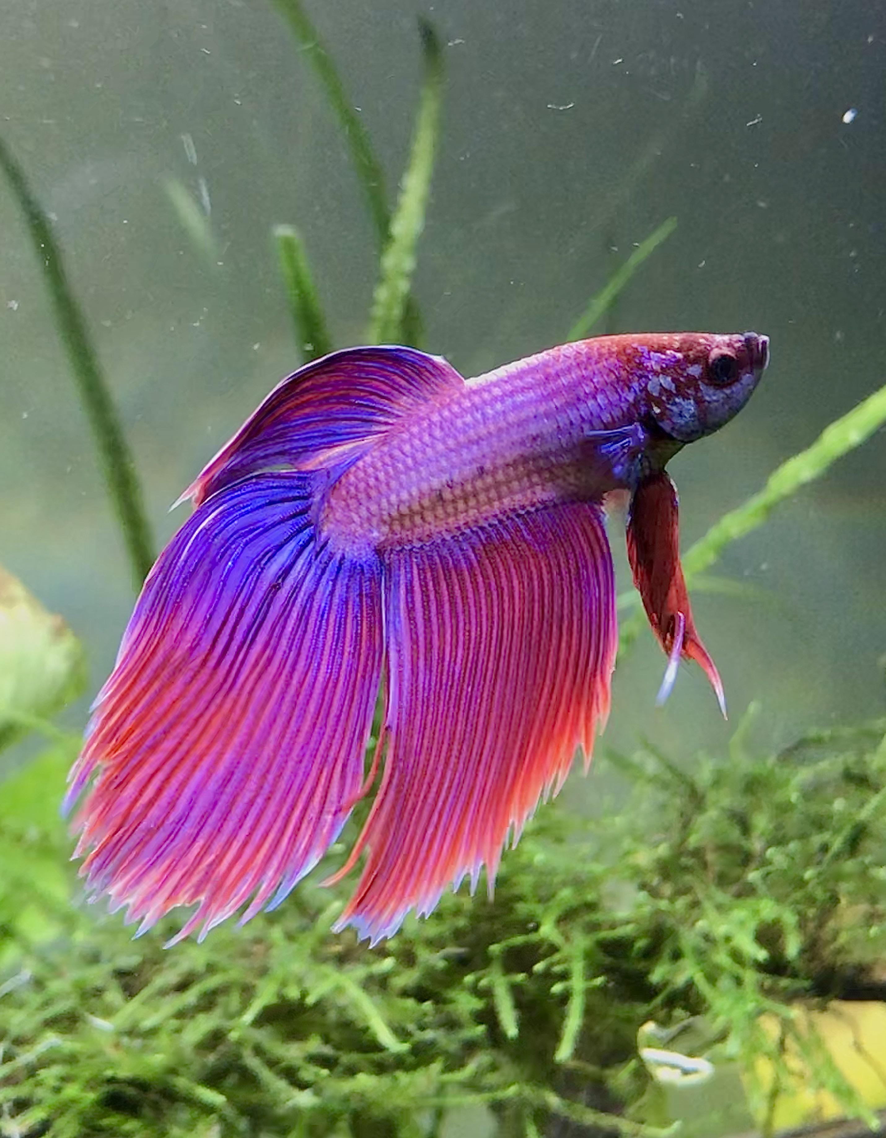 Veiltail betta store