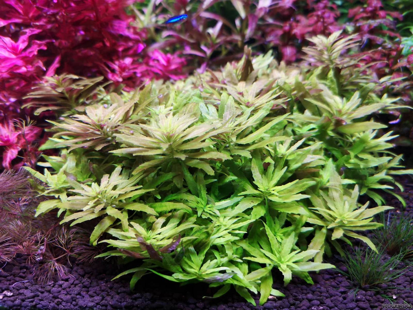 Limnophila aromatica - Kalmantan 'Mini' – Aquarium Gallery