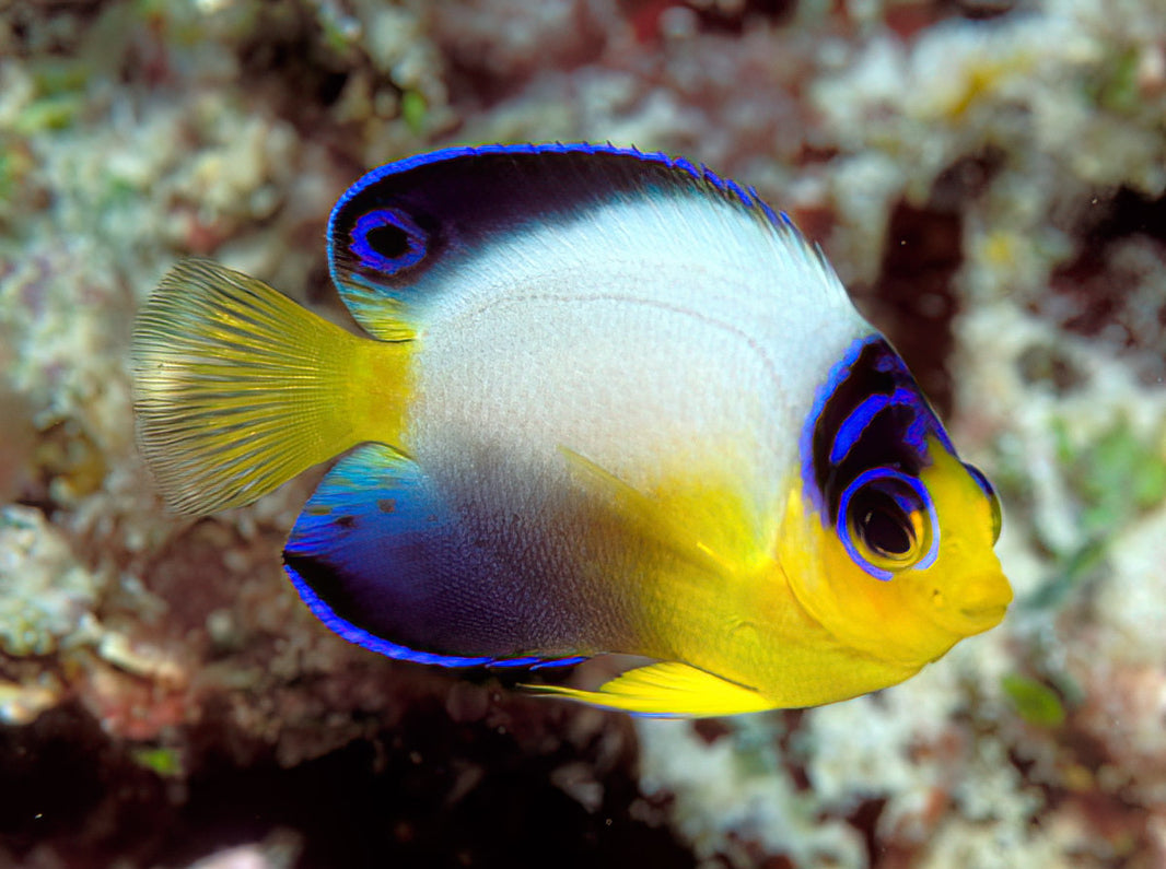 Marine Angelfish – Aquarium Gallery