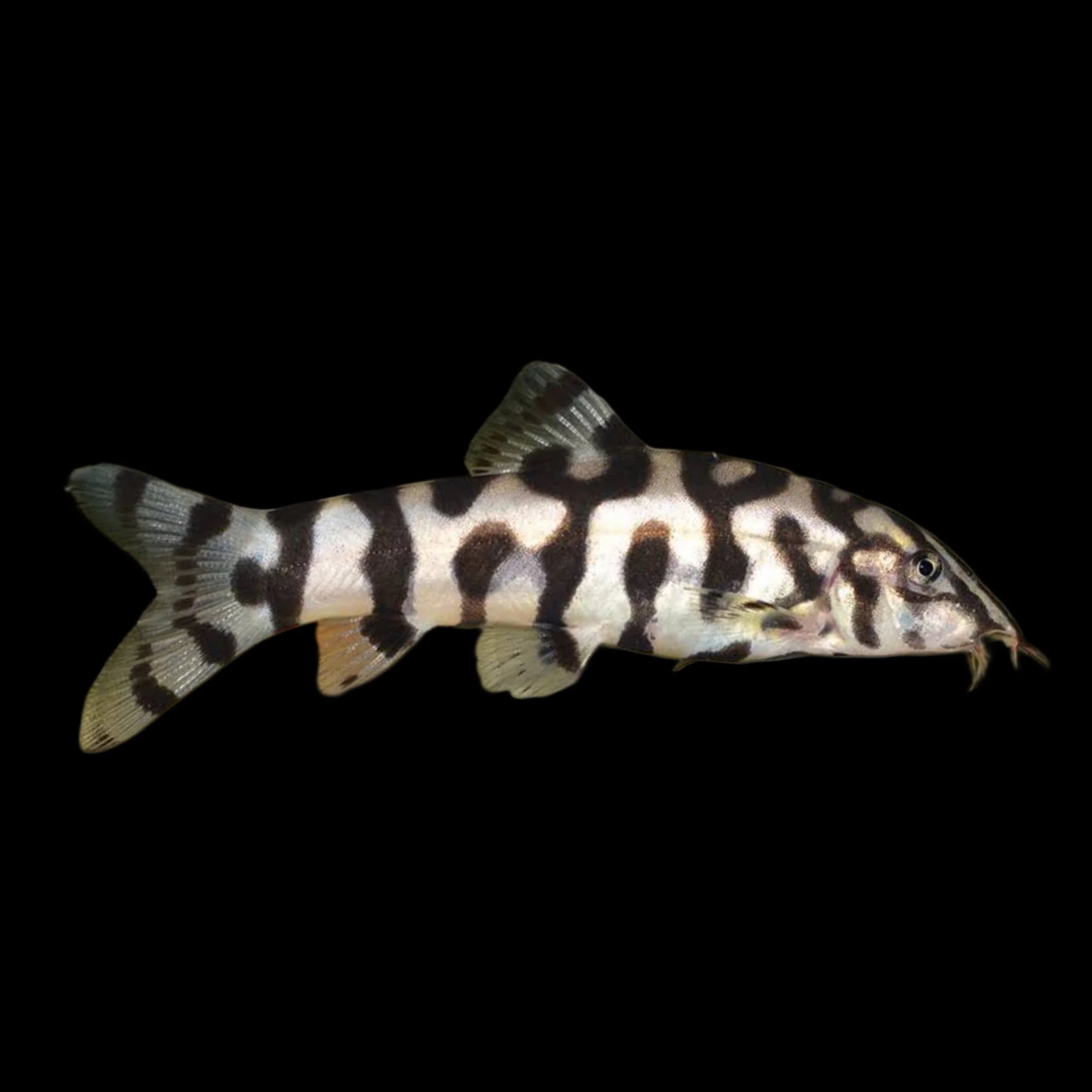 Loach - Pakistani/Yoyo (Botia almorhae) – Aquarium Gallery