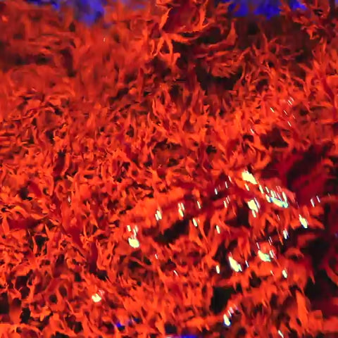 Macro Algae - Dragons Breath (Rare) – Aquarium Gallery