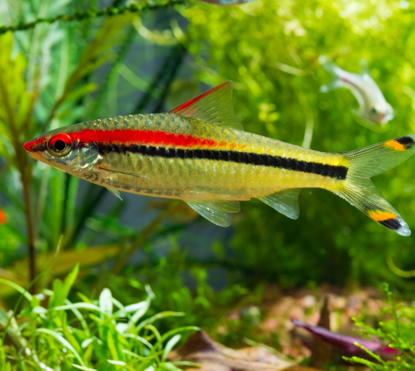 Barb Red Line Torpedo – Aquarium Gallery