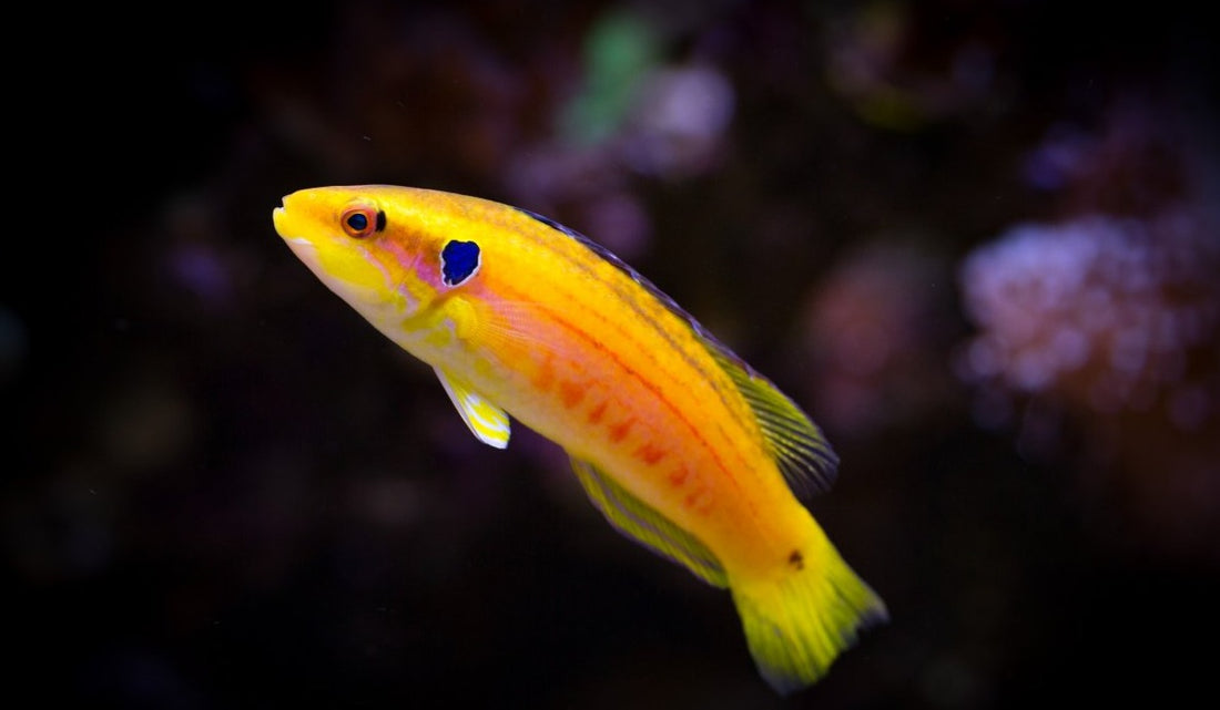 Hogfish - TwoSpot/Yellow Candy – Aquarium Gallery