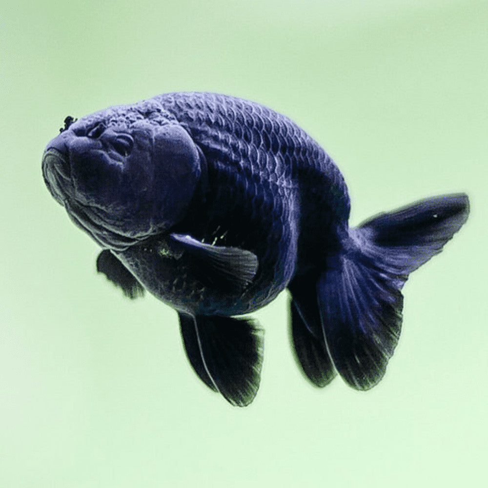 Goldfish - Ranchu assorted – Aquarium Gallery