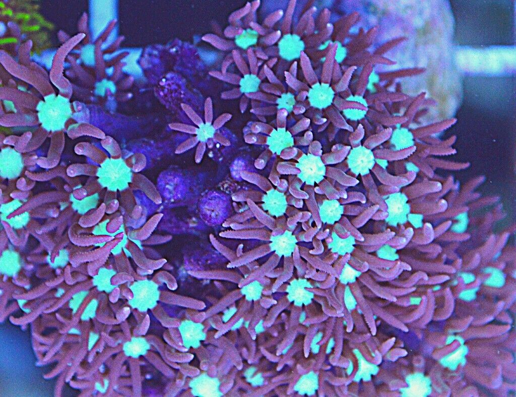 Star Polyps (Briarium/Pachyclavularia sp.) – Aquarium Gallery