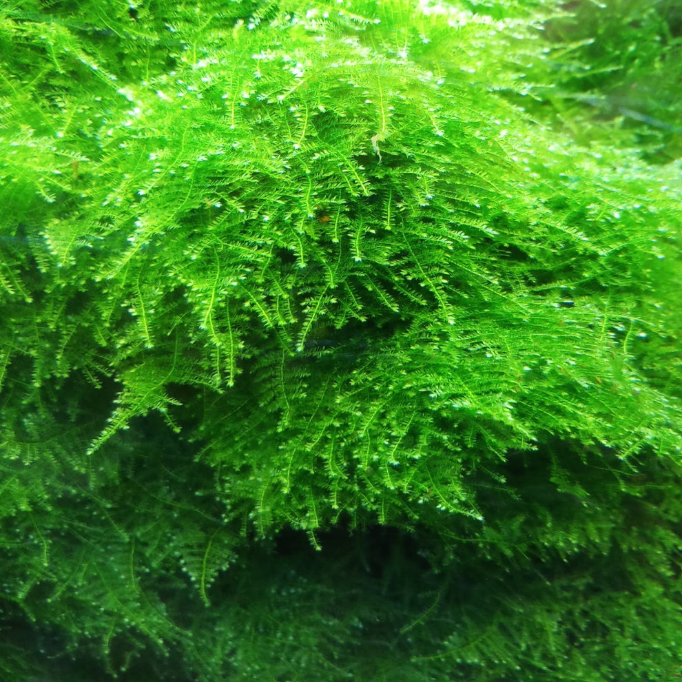 Moss - Christmas – Aquarium Gallery