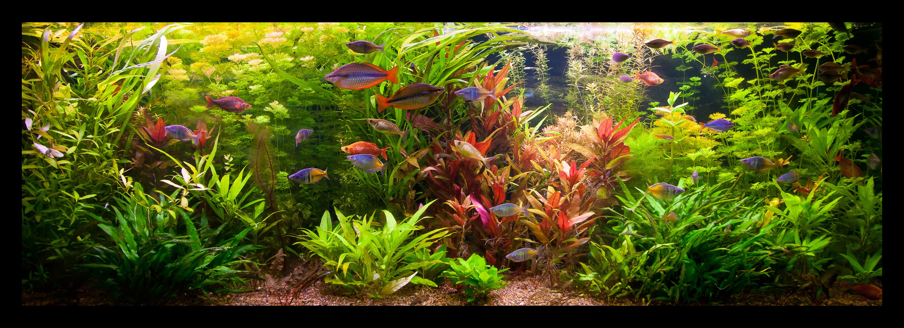 Aquarium Products | Marine Aquarium Supplies – Aquarium Gallery