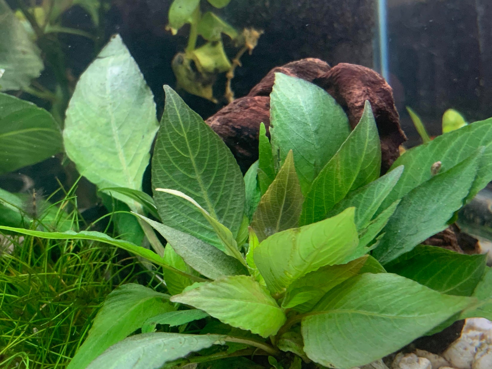 Hygrophila corymbosa "Compact" (Mini Green Temple) – Aquarium Gallery