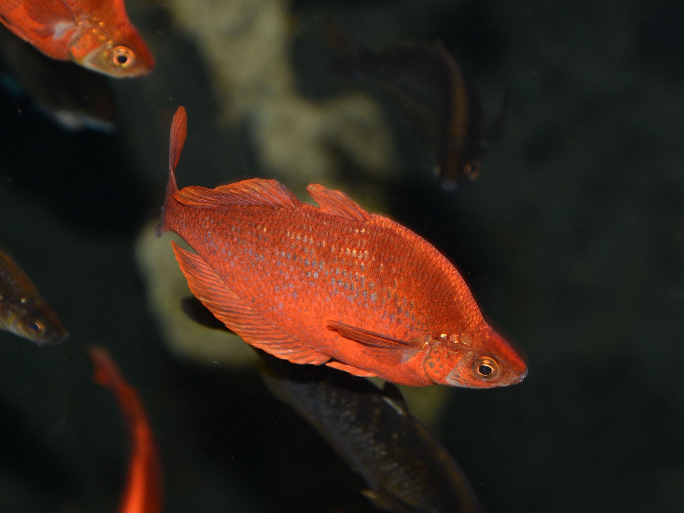 Rainbowfish - Red (Glossolepis incisus) – Aquarium Gallery