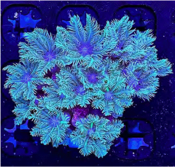 Clove/Palm Tree Polyps (Clavularia sp.) - Various – Aquarium Gallery