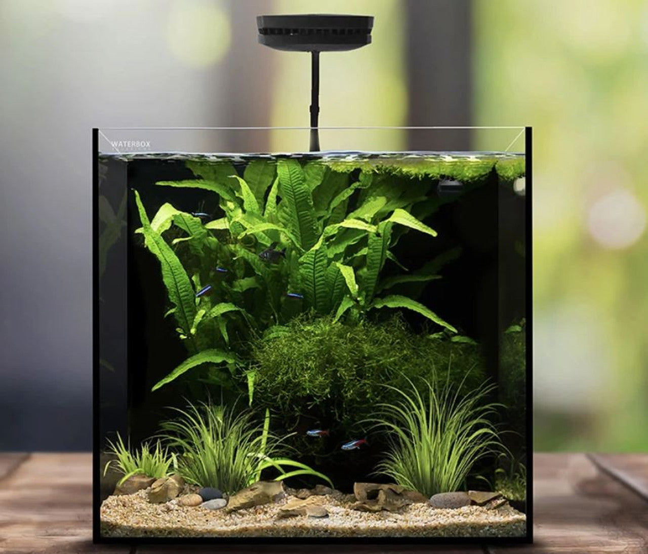 Waterbox Cube AIO (The Nano Series) – Aquarium Gallery
