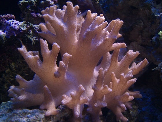 Leather Corals (Lobophytum, Sarcophyton sp.) – Aquarium Gallery