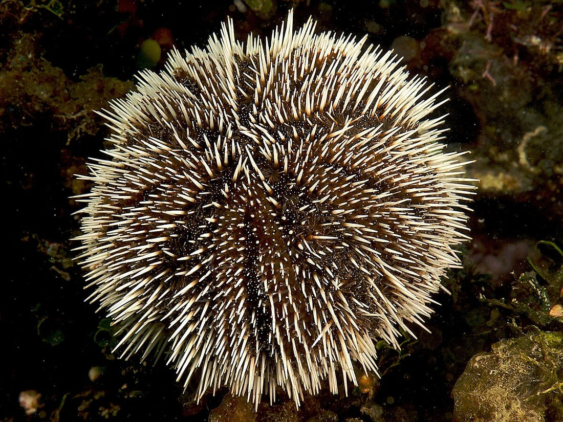Urchin Collector/Decorator – Aquarium Gallery