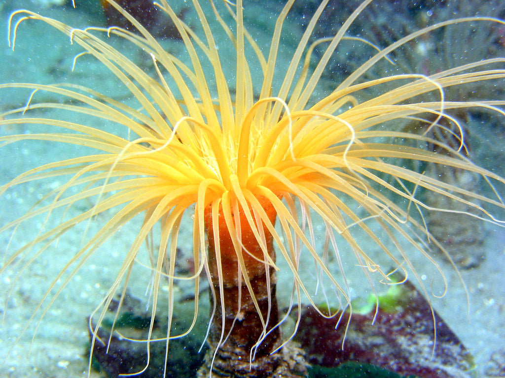 Anemones – Aquarium Gallery
