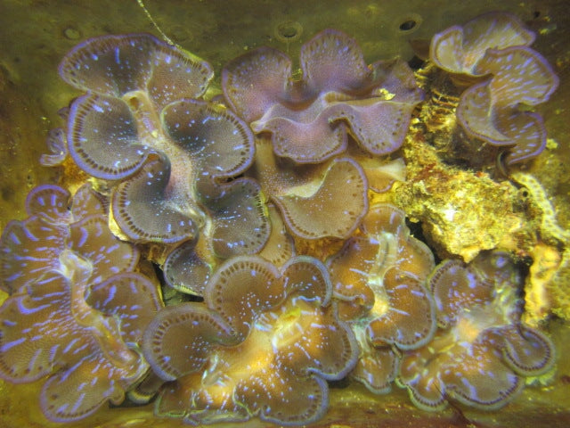 Clams (Tridacna sp.) – Aquarium Gallery
