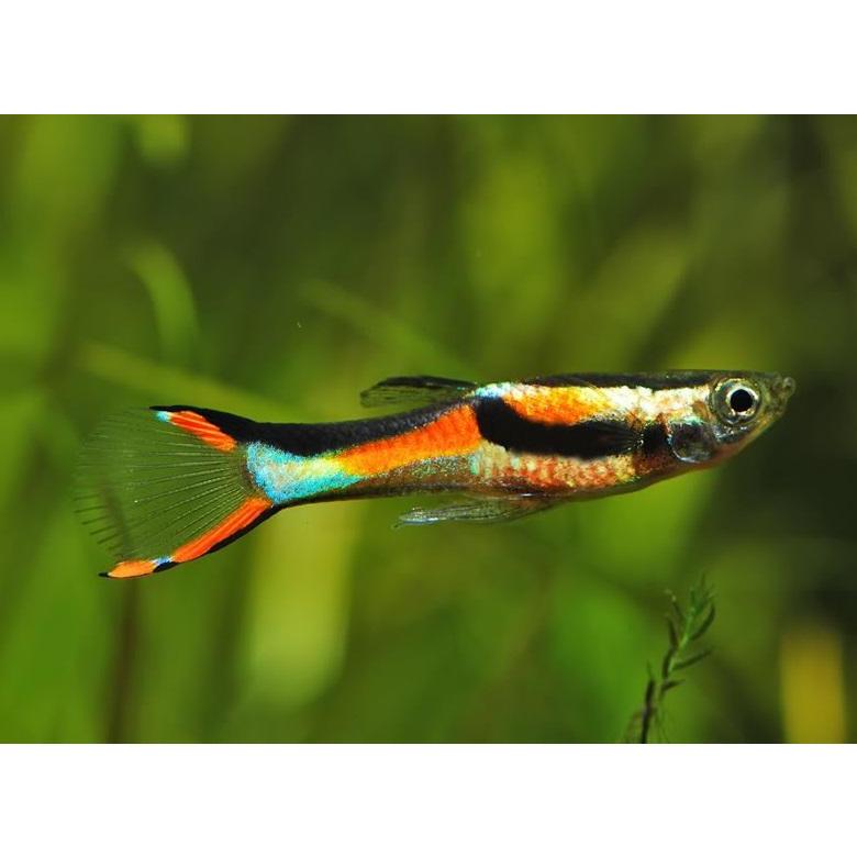 Endler Red Line M/F – Aquarium Gallery